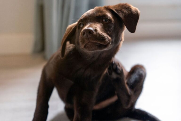 Colitis in Dogs: Recovery Timeline and What to Expect | El Paseo Animal ...