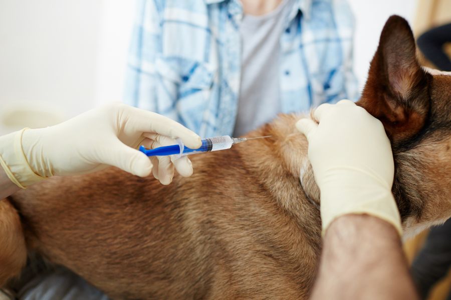 A Pet Parent’s Guide to Core Vaccines for Dogs | What to Know